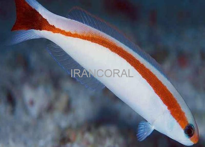 کاشی ماهی خط قرمز - فروشگاه اینترنتی ایران کورال